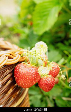 Close-up of Green, Unripe Strawberries in Garden Stock Photo - Alamy