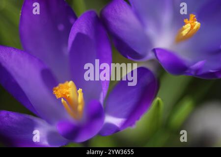 Woodland crocus or early crocus Crocus tommasinianus Stock Photo - Alamy
