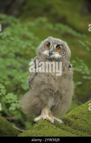 Frontal view of a young eagle owl during its first flight exercises in ...