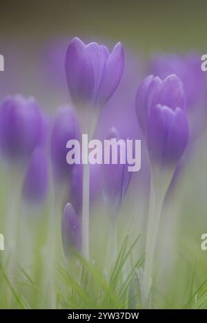Early Crocus, Crocus Tommasinianus, flowering in garden setting Stock ...