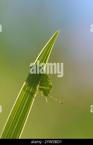 Common Green Shield Bug, North Rhine-Westphalia, Germany, (Palomena ...