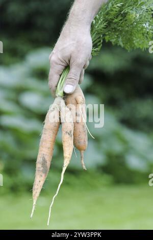 freshly harvested german root vegetables Stock Photo - Alamy