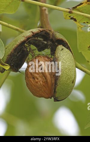 The fruit of the real walnut on the walnut tree, (Juglans regia), nut ...