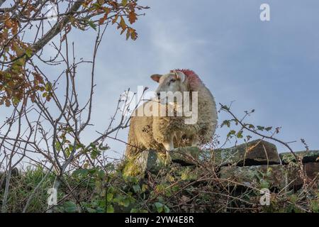 Sheep (Ovis aries, ewe) seen from below. The sheep was looking down ...