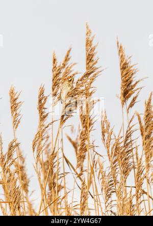 Female Reed Bunting eating seeds on a reed at Leighton Moss RSPB ...