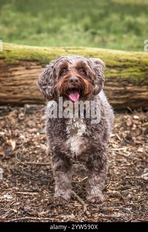 Senior Brown cockapoo in the Windsor forest Stock Photo - Alamy