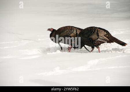 Wild turkeys in Ontario, Canada at a winter bird feeder eating seed off ...