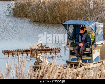 Reed cutting with amphibious machine Stock Photo - Alamy