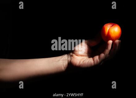 ripe apricots in a hand on a white background Stock Photo - Alamy