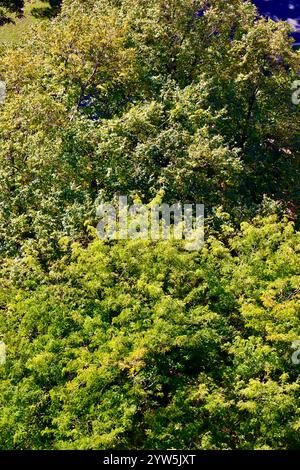 Fall colors in Lakewood, Ohio, west of downtown Cleveland, 2024 Stock ...