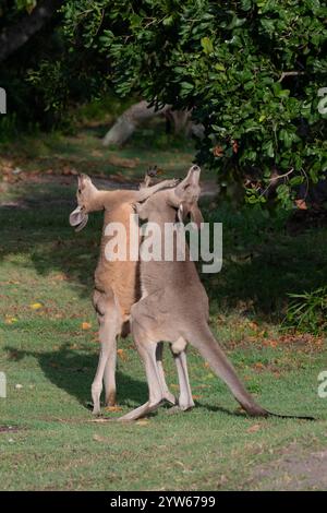 Male Eastern Grey Kangaroo's fighting Stock Photo - Alamy