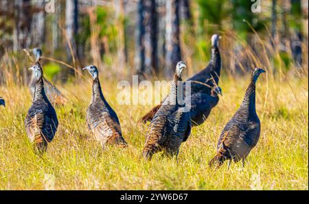Wild Turkeys in a Florida Field Stock Photo - Alamy