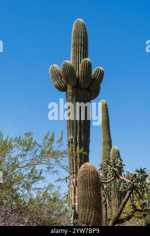 Upward view of Saguaro Cactus and blue sky, Tucson, Arizona Carnegiea ...