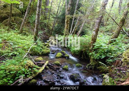 Lush greenery of Oregon's Cascade Range Stock Photo - Alamy
