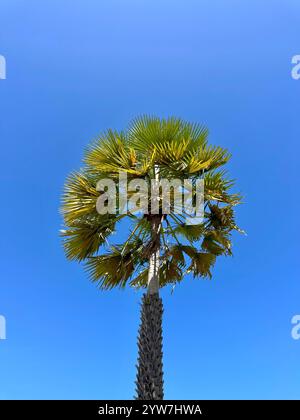 Carnauba Tree Against Blue Sky Background Stock Photo - Alamy