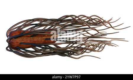 3d rendering of isolated Proteus mirabilis bacteria. This bacterium is ...