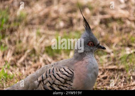 Head and shoulders of Australian Crested Pigeon, Ocyphaps lophotes, on ...