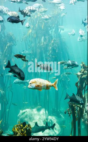 A Red stumpnose fish underwater (Chrysoblephus gibbiceps) between kelp ...