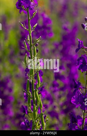 Consolida orientalis. Eastern Larkspur. Bright purple flowers on a ...