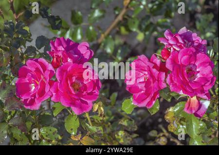 Red Roses (Rosa), Allgaeu, Bavaria, Germany, Europe Stock Photo - Alamy