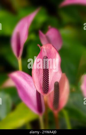 Lovely conservatory plant Anthurium Zizou, natural close up plant ...