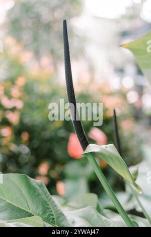 Anthurium grandifolium is a climbing plant with elongated stems and ...