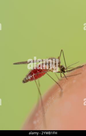 Anopheles plumbeus mosquito female biting on human skin Stock Photo - Alamy