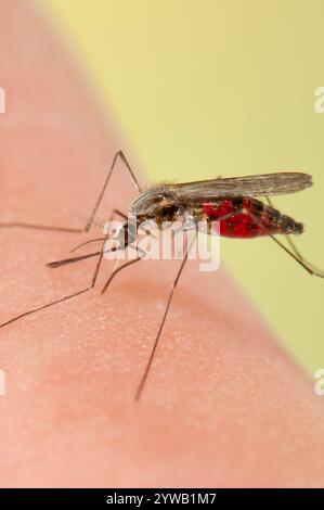 Anopheles plumbeus mosquito female biting on human skin Stock Photo - Alamy
