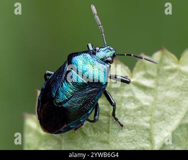 Blue Shieldbug (Zicrona caerulea) crawling on underside of leaf ...