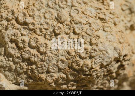 Faviidae coral colonies at the fossilized coral reef in Sant Sadurní d ...