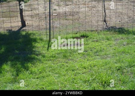 Ground hog in the process of destroying a yard in Roseburg Oregon Stock ...