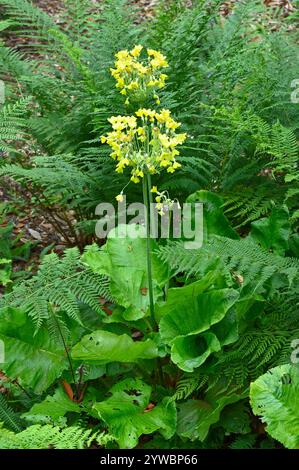 Yellow summer flowers of Sikkim cowslip Primula sikkimensis in UK ...