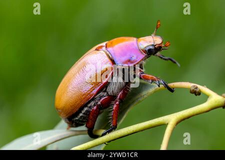 Australian Christmas Beetle on a Gum Tree leaf Stock Photo - Alamy