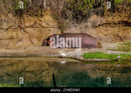 Large hippo laying and resting in a zoo Stock Photo - Alamy