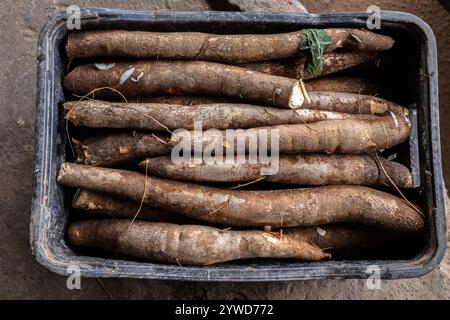 Cassava stacked in a plastic box, ready to be sold, in Brazil Stock ...