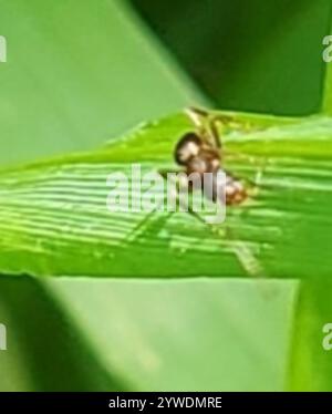 Bearded Carpenter Ant (Camponotus subbarbatus Stock Photo - Alamy