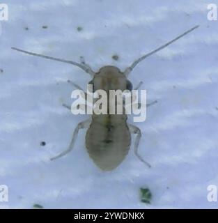 Granary Booklice (Trogiidae Stock Photo - Alamy