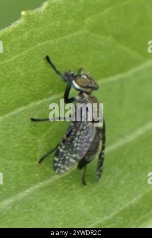 Dancing Kiss Fly (Platystoma seminationis Stock Photo - Alamy