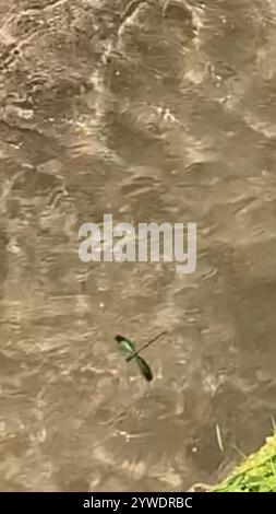 Green Metalwing (Neurobasis chinensis Stock Photo - Alamy