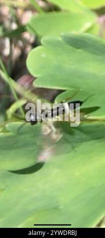 Curled Rose Sawfly (Allantus cinctus Stock Photo - Alamy