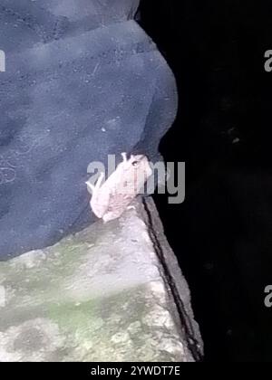 Striped Robber Frog (Pristimantis unistrigatus Stock Photo - Alamy