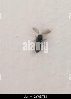 Death-watch Beetles (Ptilinus Stock Photo - Alamy