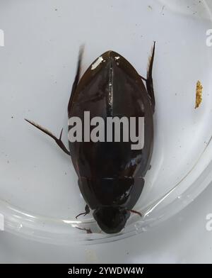 Giant Water Scavenger Beetles (Hydrophilus) Insecta Stock Photo - Alamy