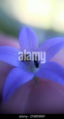 Scissor Bees (Chelostoma Stock Photo - Alamy