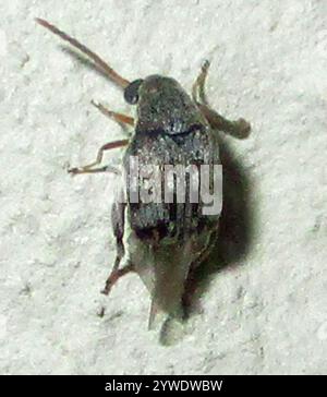 Pea and Bean Weevils (Bruchinae Stock Photo - Alamy