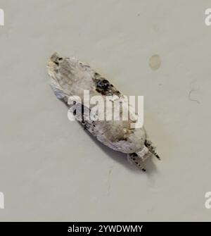 Poison hemlock moth (Agonopterix alstroemeriana Stock Photo - Alamy
