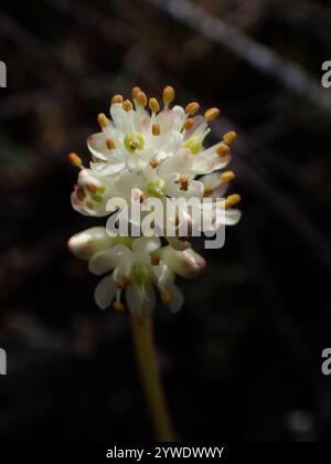 Sticky False Asphodel (Triantha glutinosa Stock Photo - Alamy