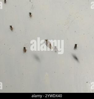 Household Casebearer (Phereoeca uterella Stock Photo - Alamy