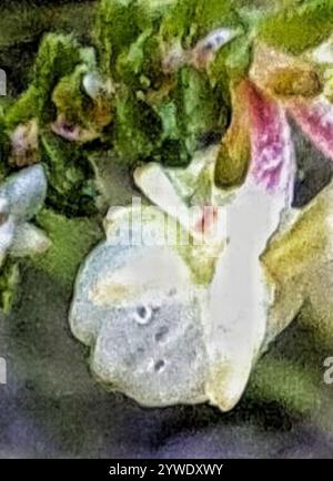 Stunning Heath (Erica formosa Stock Photo - Alamy