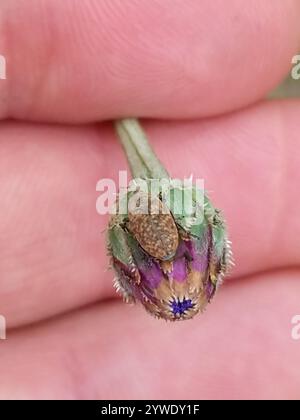Blunt Knapweed Flower Weevil (Larinus obtusus Stock Photo - Alamy